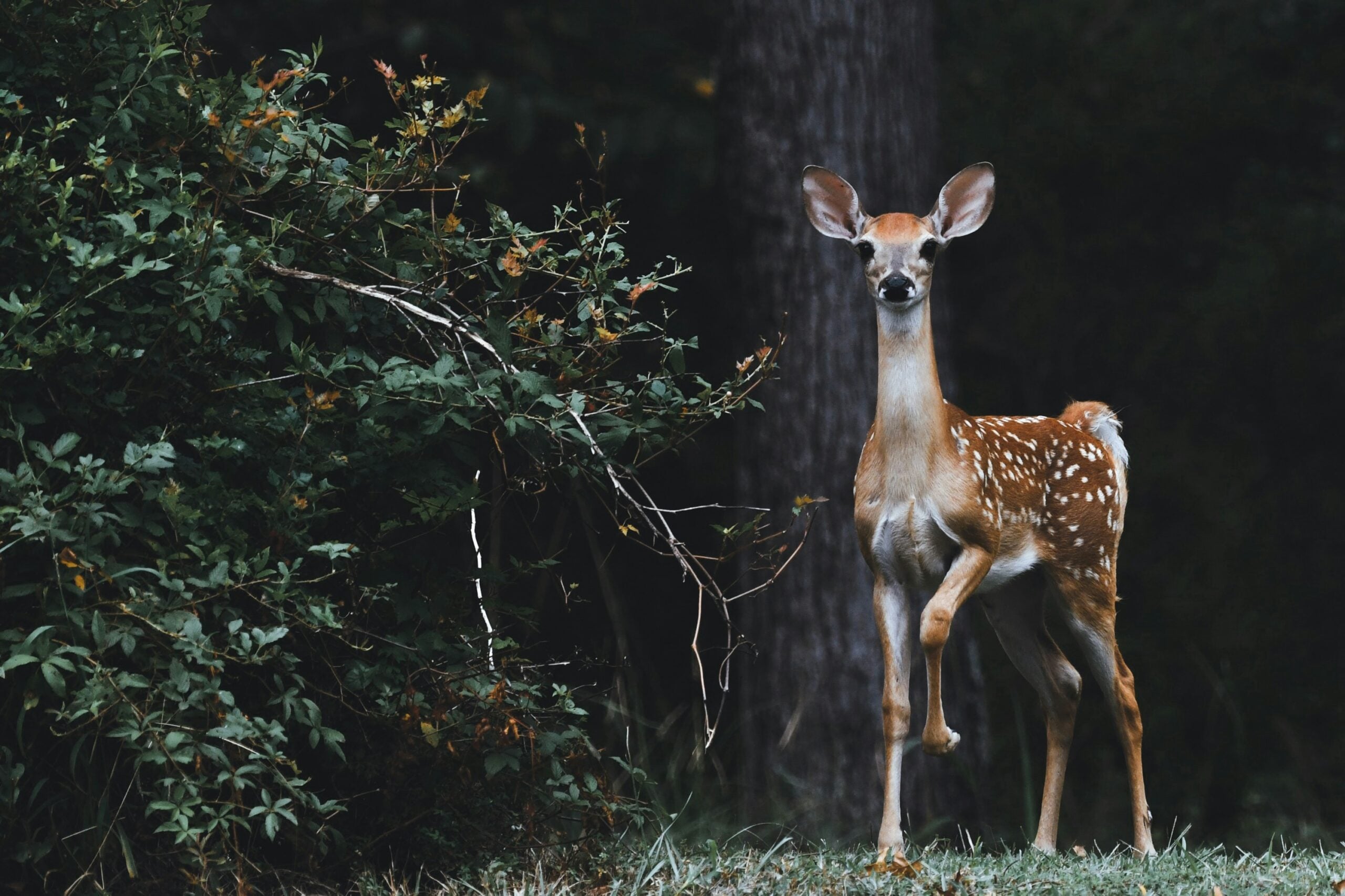 Spotting the Locals: How to Maximize Wildlife Viewing on Your Mountain ...